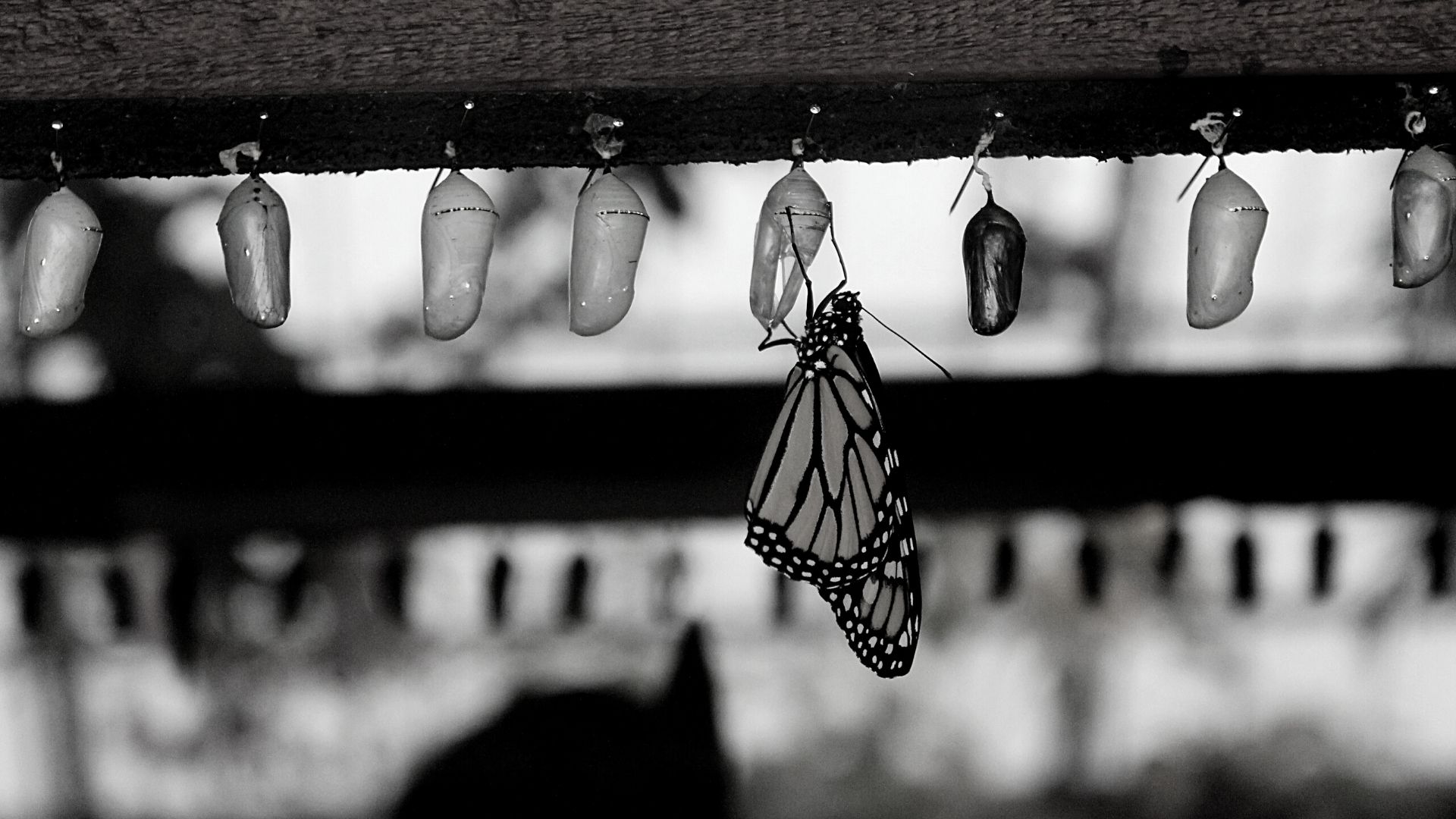 Inside the Cacoon of a Caterpillar->Butterfly - He Changed My Life